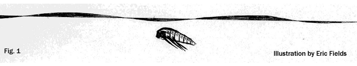 Recognizing Rise Forms - Techniques for Dry Fly Fishing