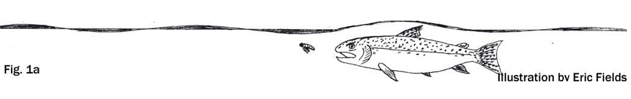 Recognizing Rise Forms - Techniques for Dry Fly Fishing