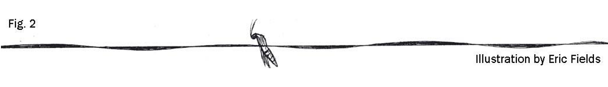 Recognizing Rise Forms - Techniques for Dry Fly Fishing