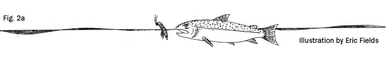 Recognizing Rise Forms - Techniques for Dry Fly Fishing