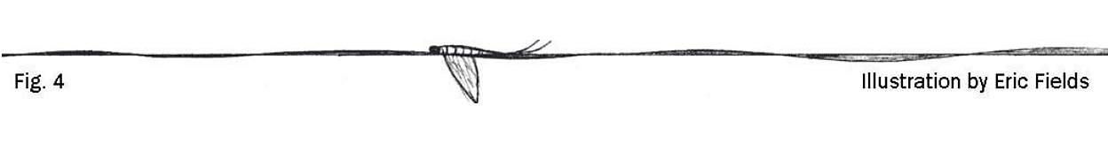 Recognizing Rise Forms - Techniques for Dry Fly Fishing