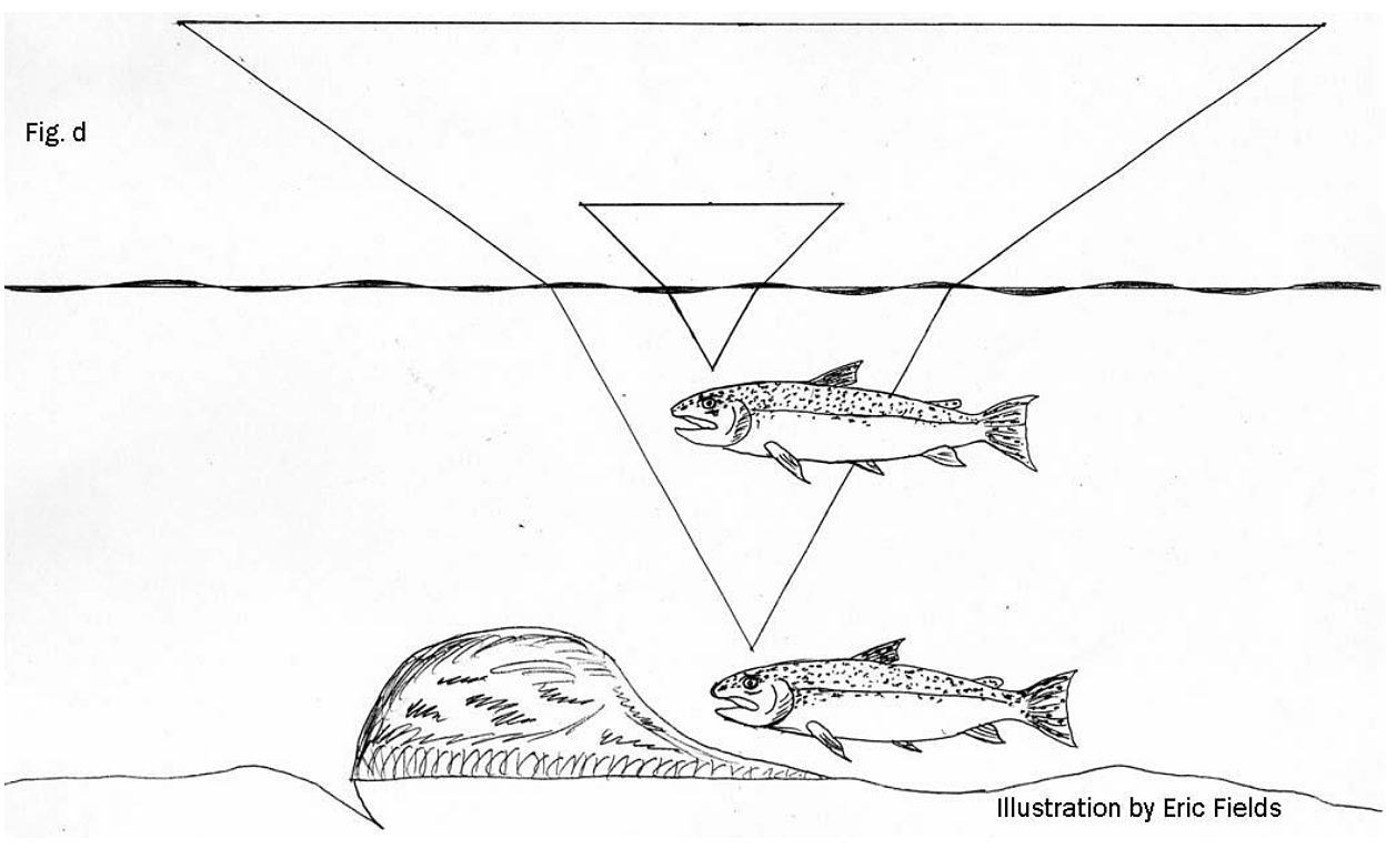 Recognizing Rise Forms - Techniques for Dry Fly Fishing