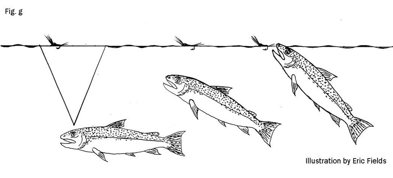 Recognizing Rise Forms - Techniques for Dry Fly Fishing