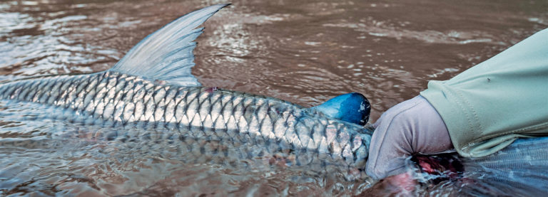 TigerfishReport_GregMaxwell