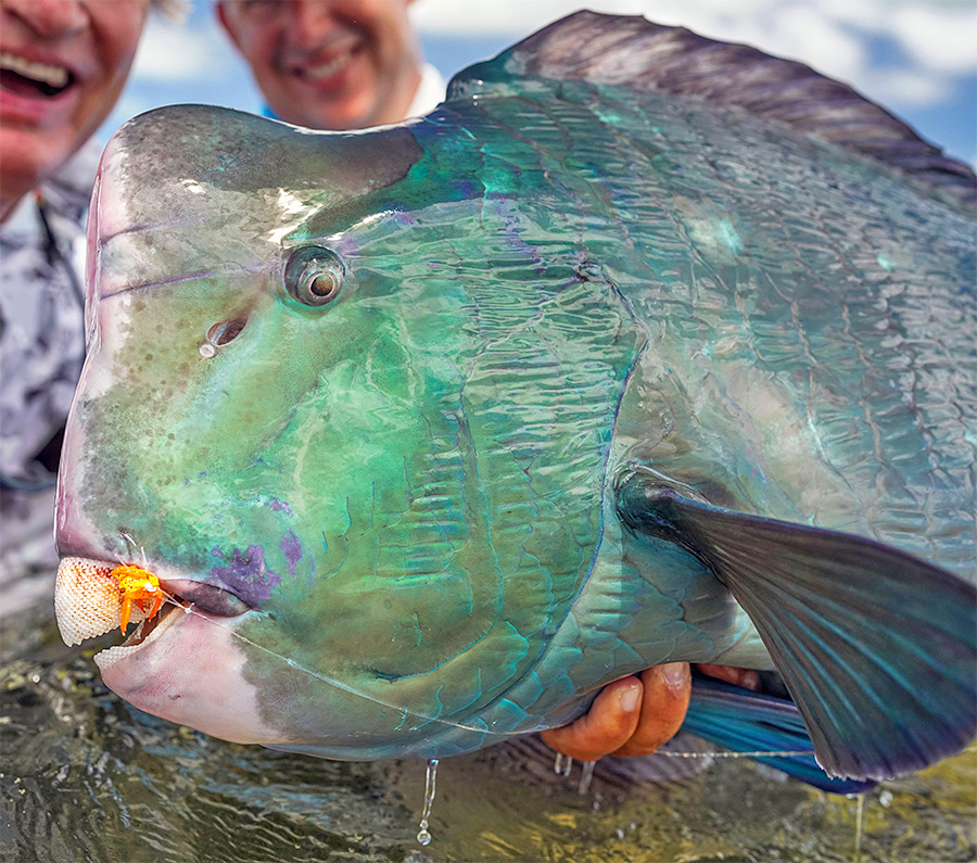 Bumphead Parrot fish with fly in mouth and tippet hanging down
